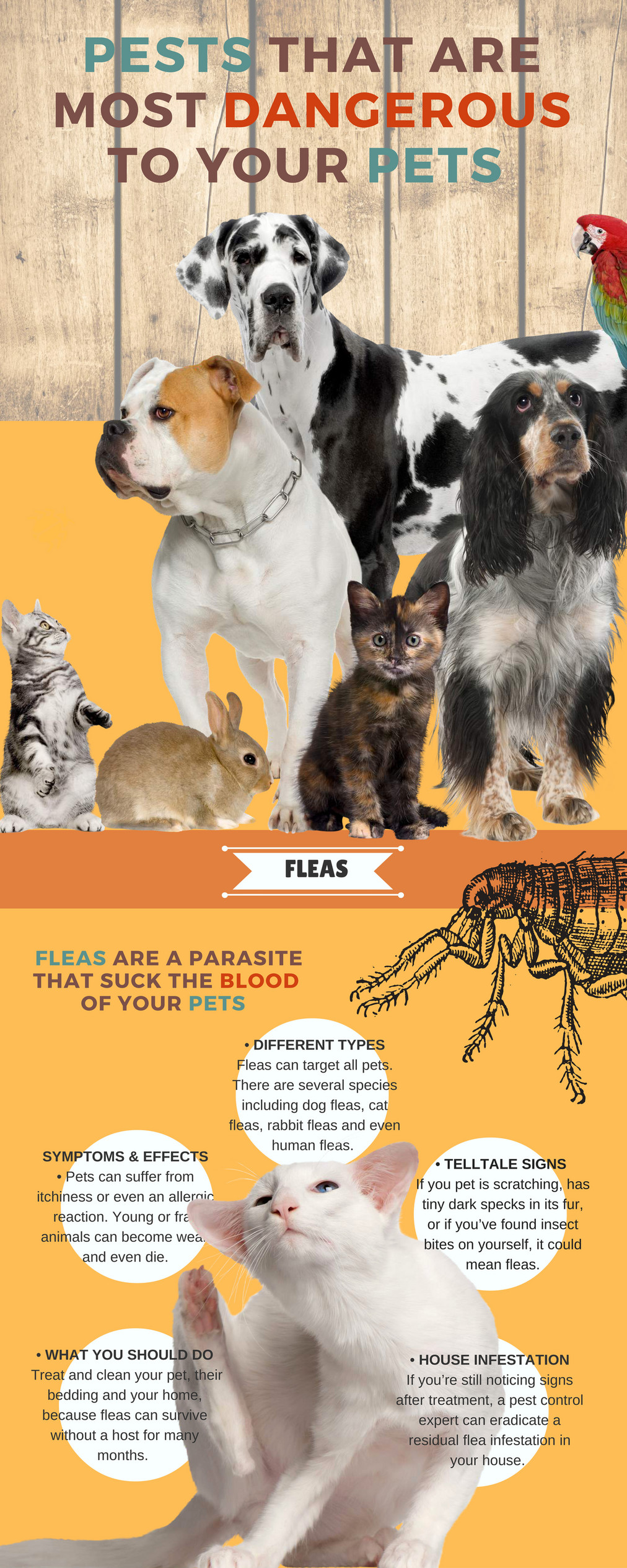 My publications - Top most dangerous pests for your pets - Page 2-3 ...