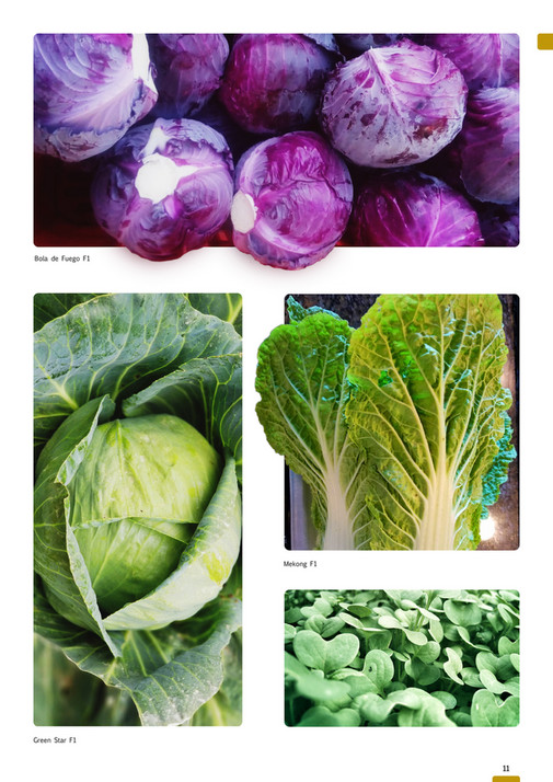 Agrinova - Seed Catalog - Page 10-11 - Created with Publitas.com