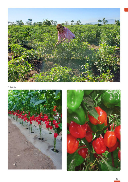 Agrinova - Seed Catalog - Page 18-19 - Created with Publitas.com