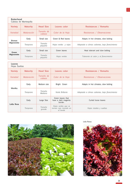 Agrinova - Seed Catalog - Page 20-21 - Created with Publitas.com