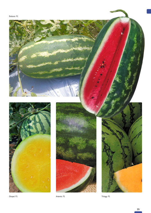 Agrinova - Seed Catalog - Page 34-35 - Created with Publitas.com