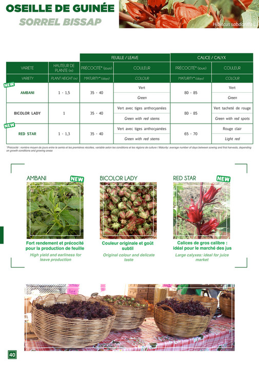 Agrinova - Technisem Seed Catalog - Page 40-41 - Created with Publitas.com