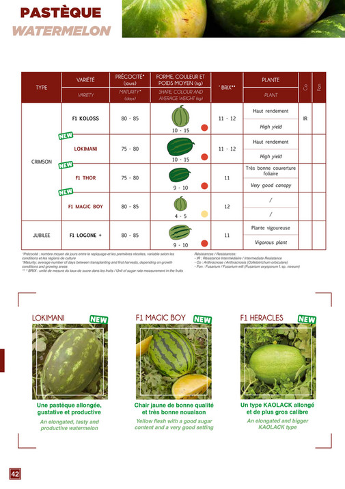 Agrinova - Technisem Seed Catalog - Page 42-43 - Created with Publitas.com