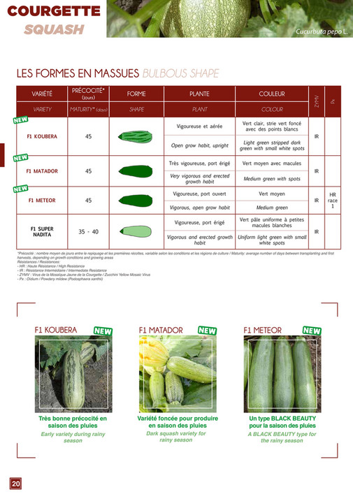 Agrinova - Technisem Seed Catalog - Page 20-21 - Created with Publitas.com
