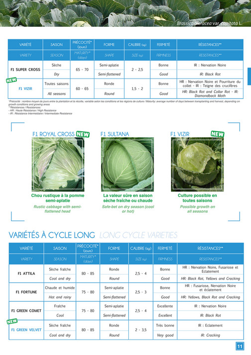 Agrinova - Technisem Seed Catalog - Page 10-11 - Created with Publitas.com