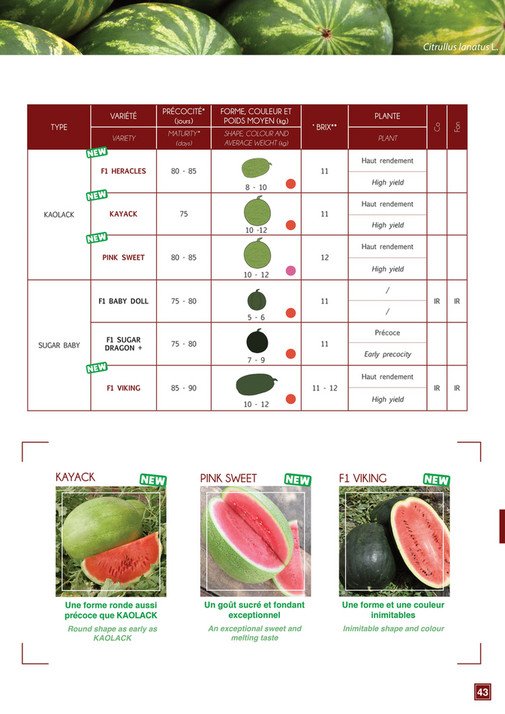 Agrinova - Technisem Seed Catalog - Page 42-43 - Created with Publitas.com