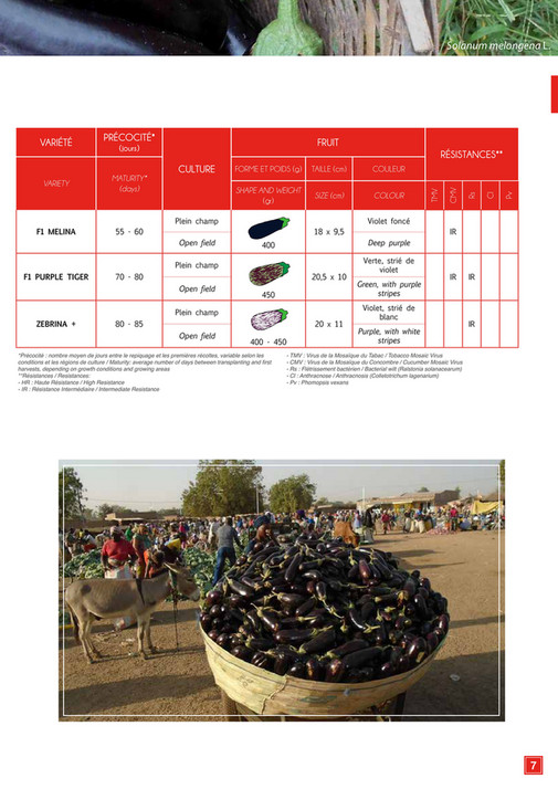 Agrinova - Technisem Seed Catalog - Page 6-7 - Created with Publitas.com