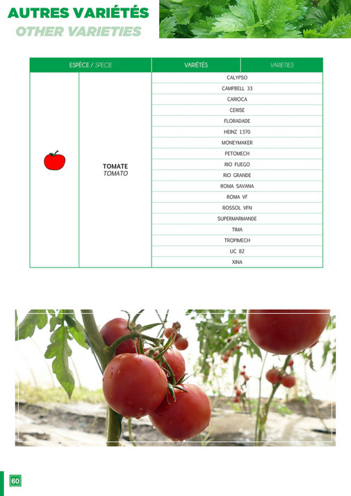 Agrinova - Technisem Seed Catalog - Page 60-61 - Created with Publitas.com