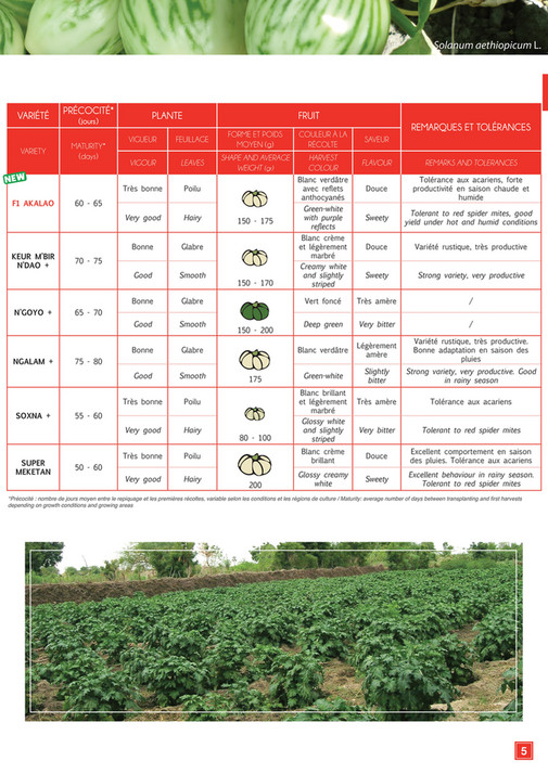 Agrinova - Technisem Seed Catalog - Page 4-5 - Created with Publitas.com