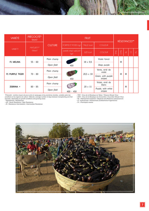 Agrinova - Technisem Seed Catalog - Page 6-7 - Created with Publitas.com