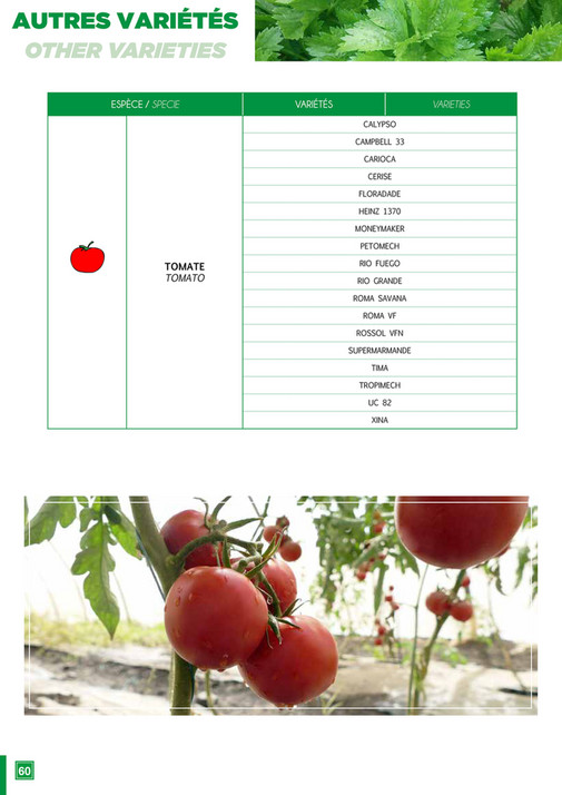 Agrinova - Technisem Seed Catalog - Page 60-61 - Created with Publitas.com
