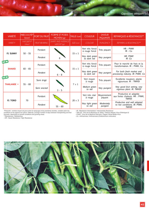 Agrinova - Technisem Seed Catalog - Page 44-45 - Created with Publitas.com