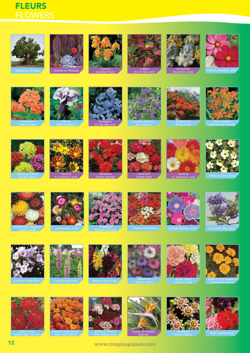 Agrinova Co. - Tropica Catalog - Page 12-13 - Created with Publitas.com