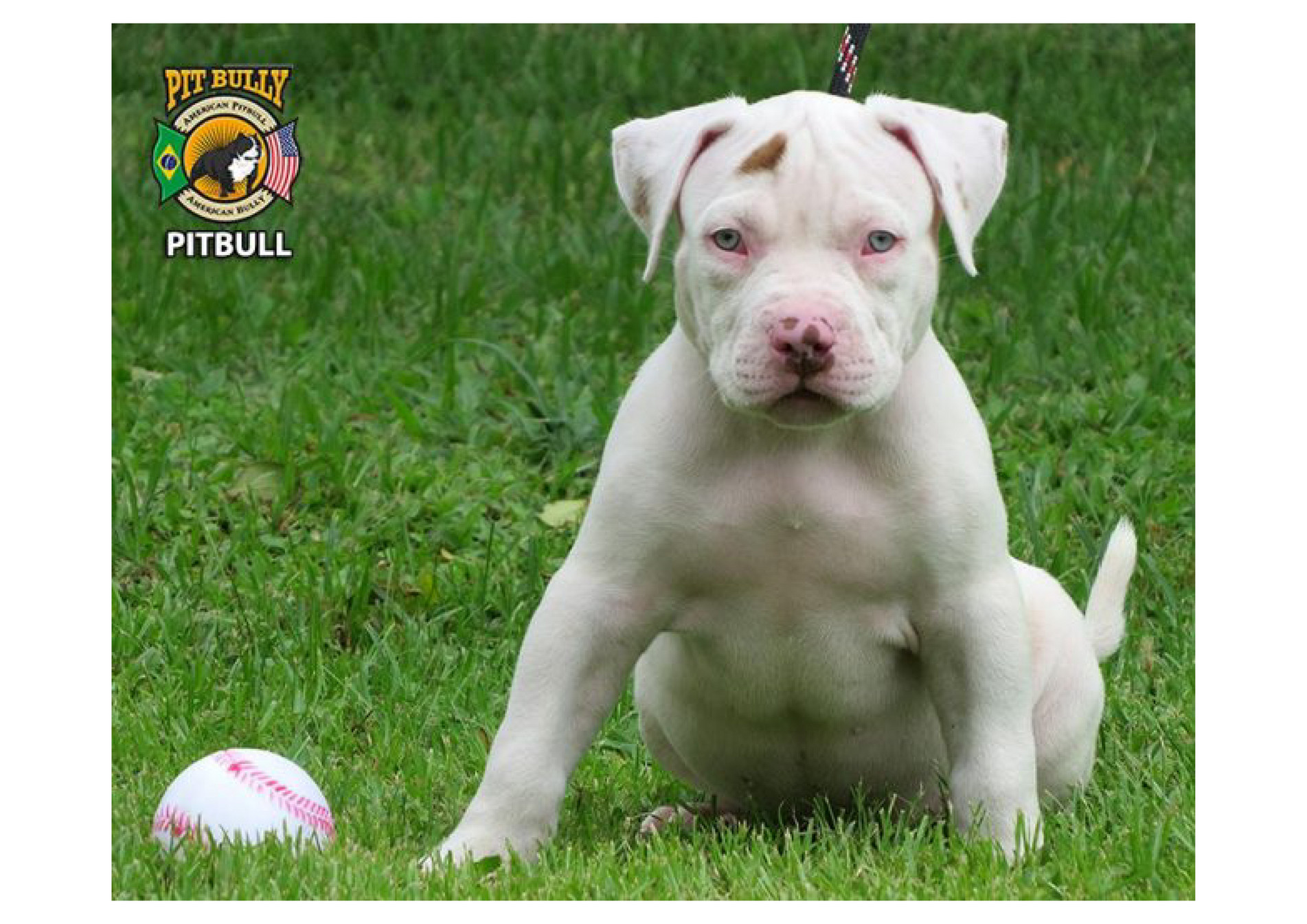 My publications - Tudo sobre a Raça Pit Monster PitMonster Pitbull ...