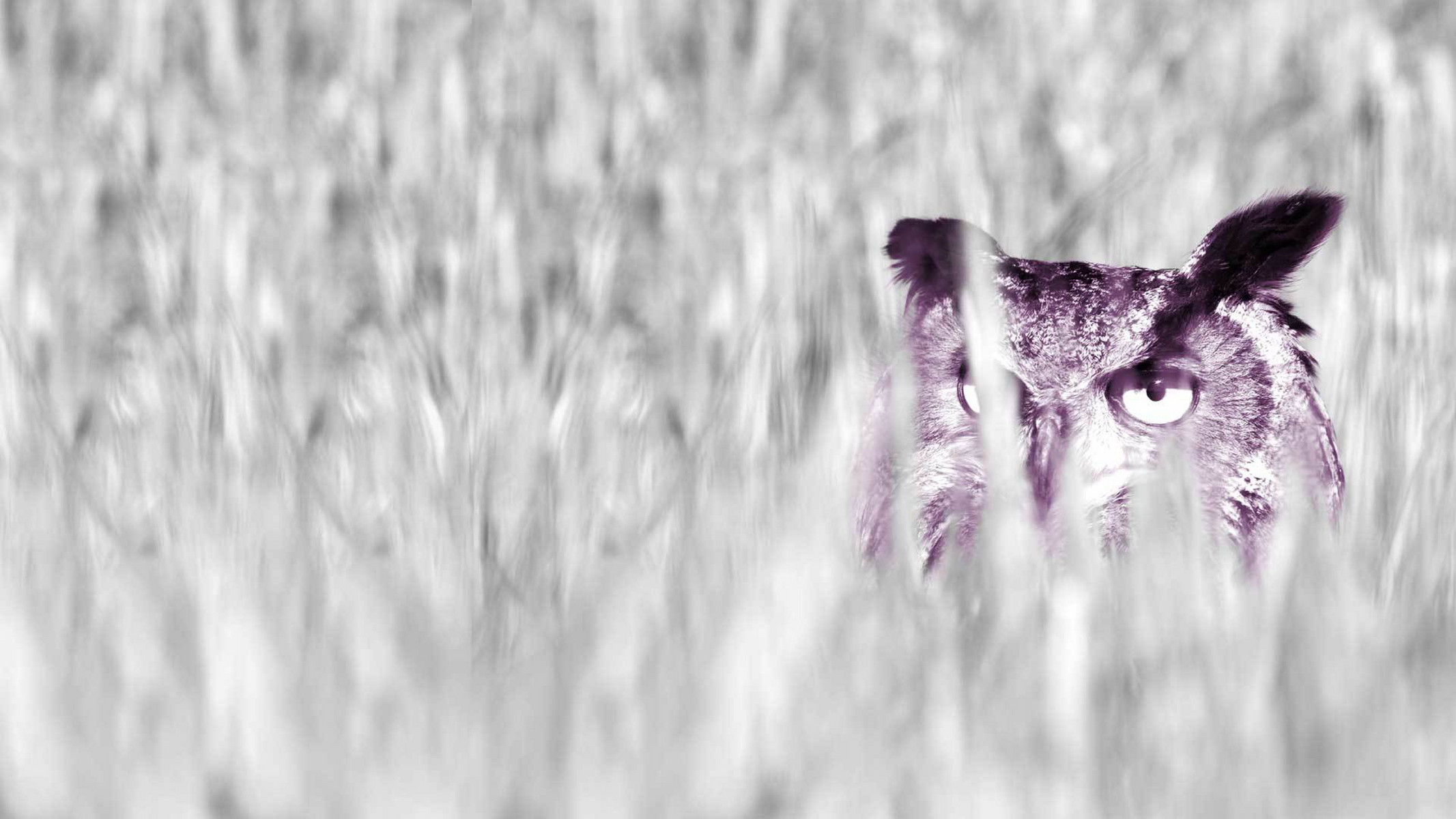 My publications - Two-tone owl photographs created for Alphabet ...