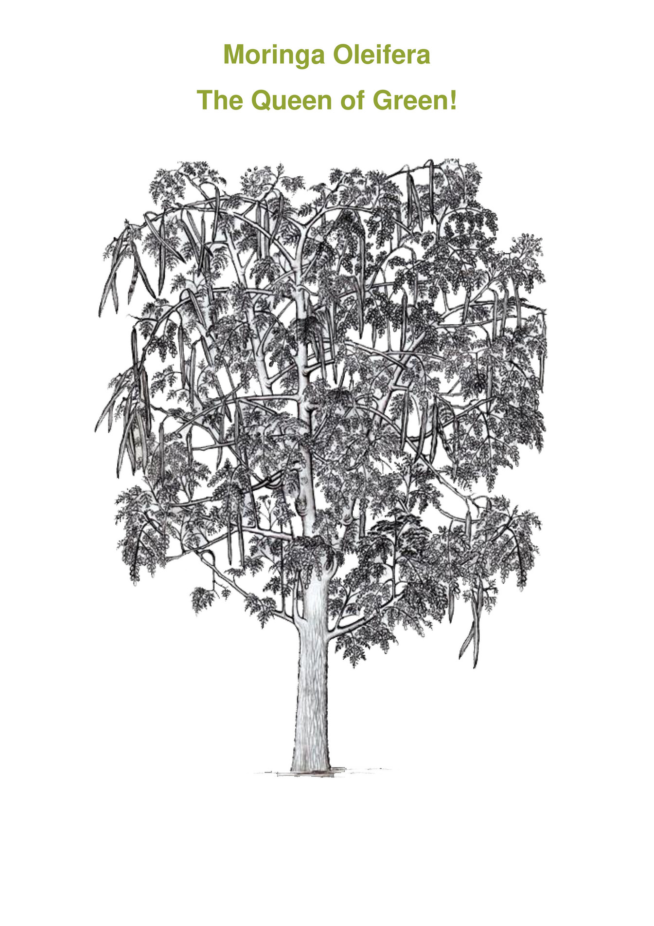 moringa tree - moringa_book - Page 1 - Created with Publitas.com