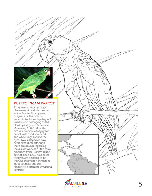 My publications - Aviary Coloring Book - Page 1 - Created with Publitas.com