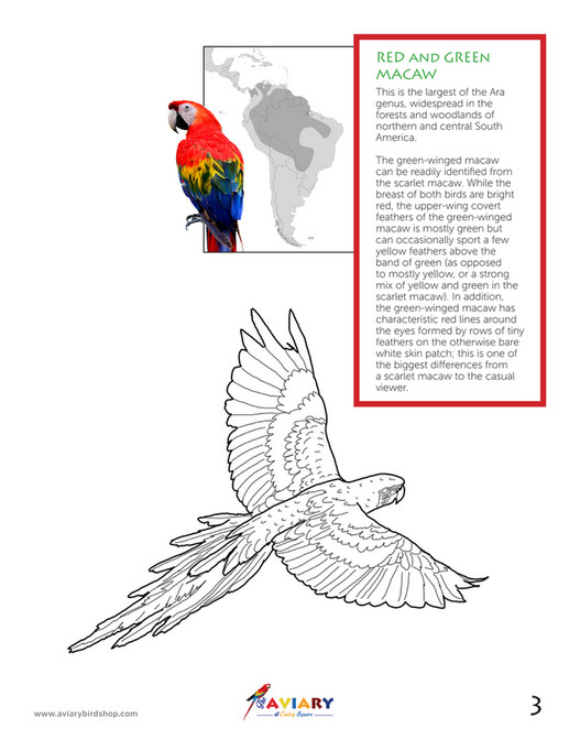 My publications - Aviary Coloring Book - Page 2-3 - Created with ...