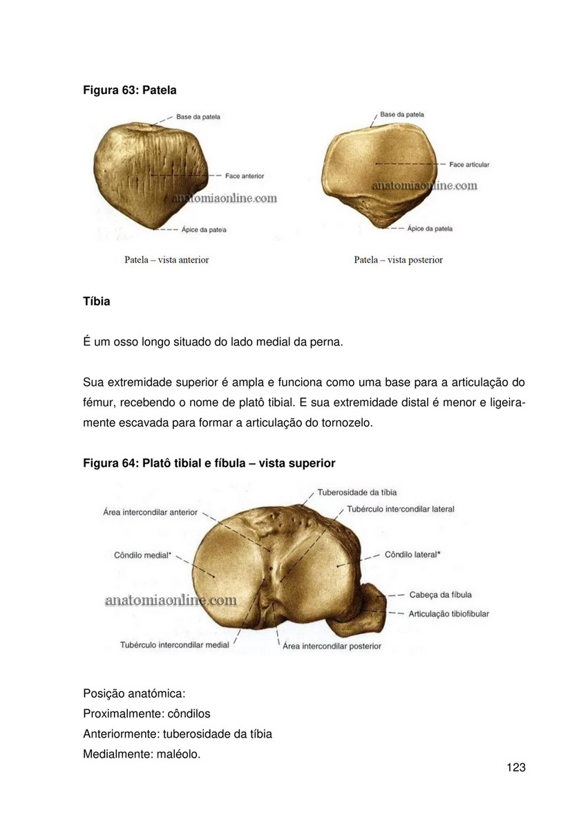 Anatomía De La Vieira