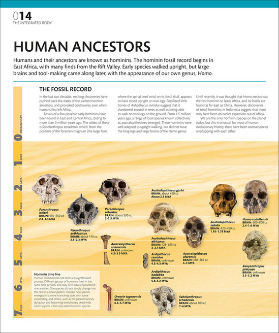 Libraria Online - The Complete Human Body- The Definitive Visual Guide ...