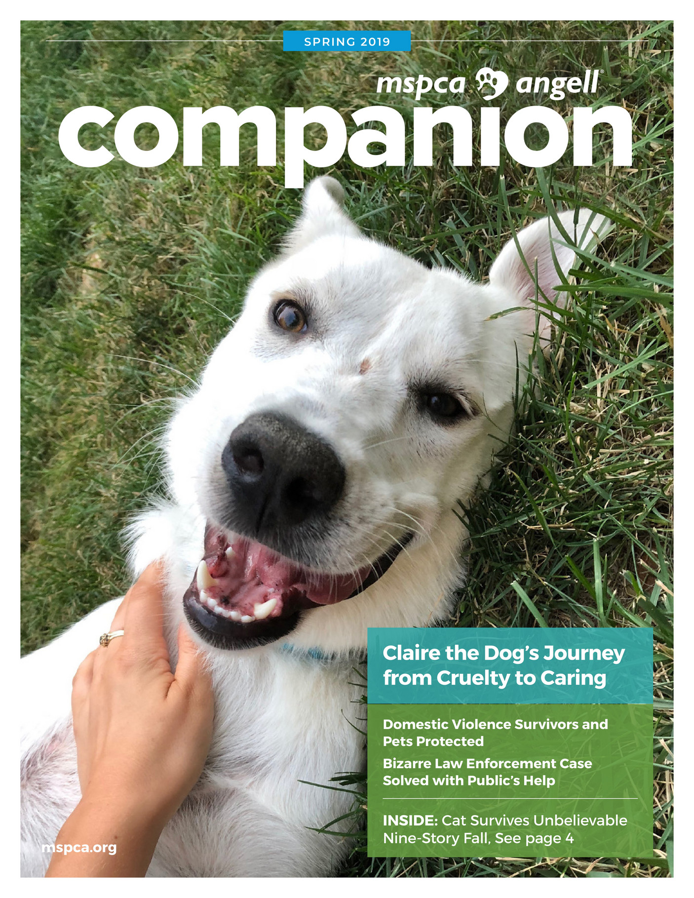 MSPCA-Angell - Companion Spring/Summer 2019 - Page 2-3 - Created with ...