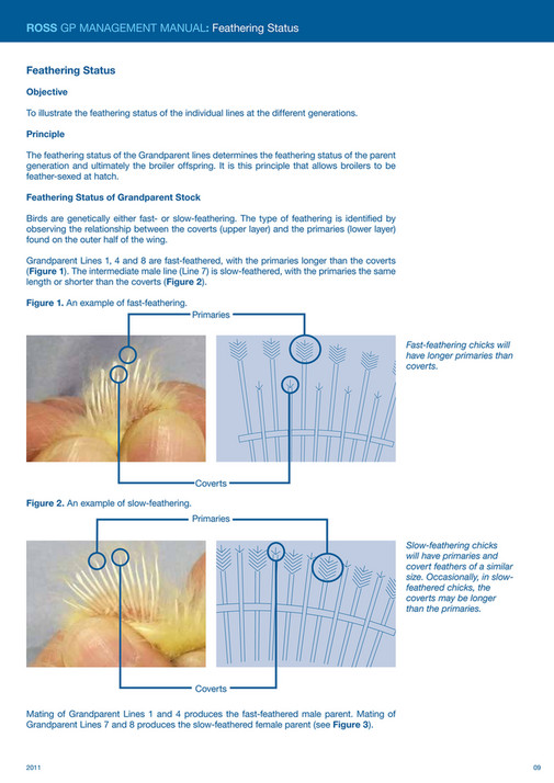 Ross Breeders - Ross-GP-manual-2011 - Page 8-9 - Created with Publitas.com