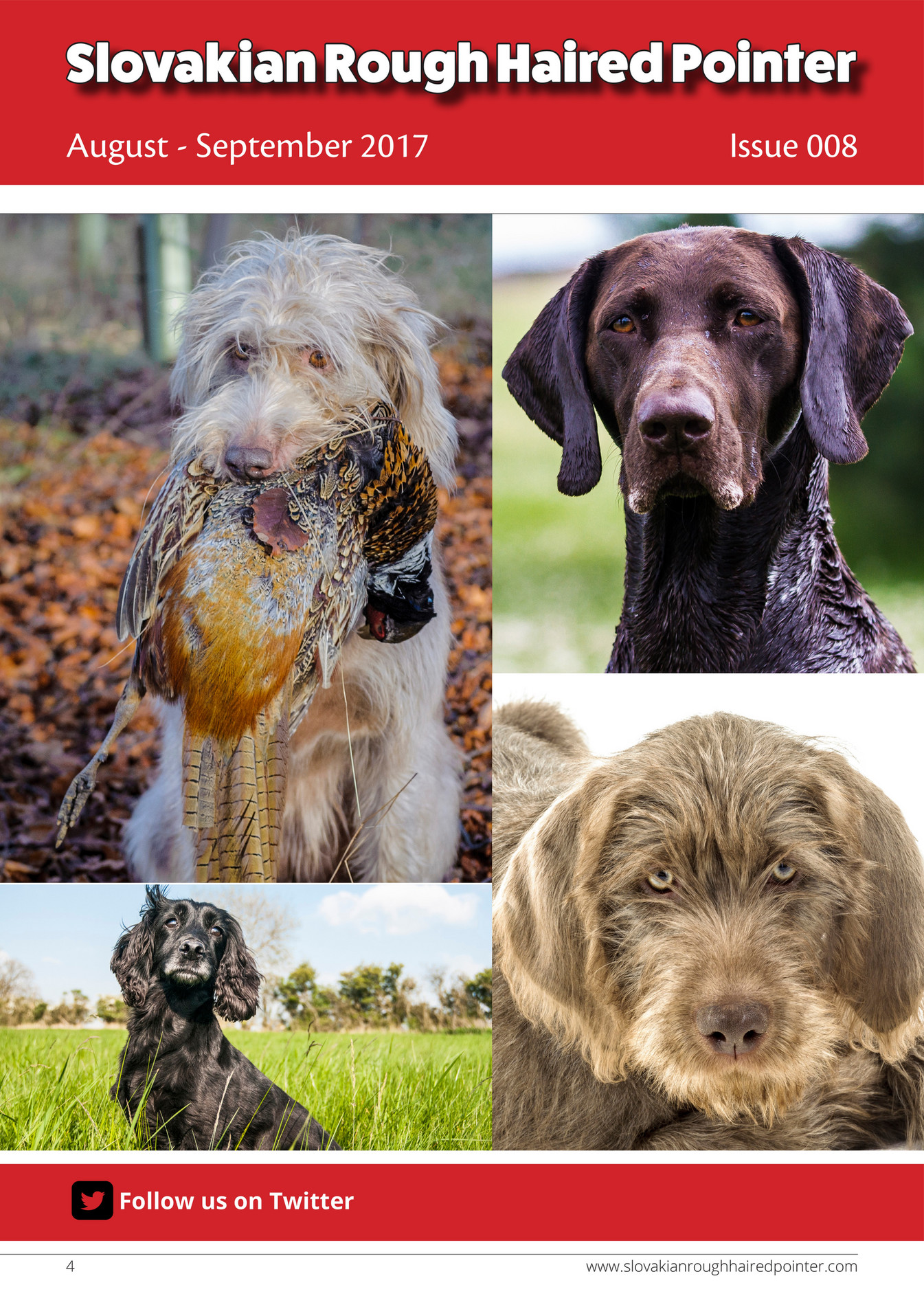 Are Slovak Rough Haired Pointer Aggressive