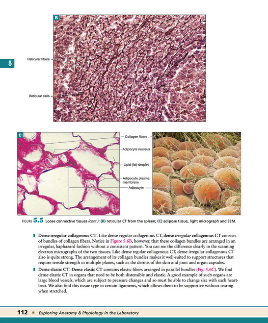 My publications - Exploring Anatomy & Physiology in the Laboratory 3rd ...