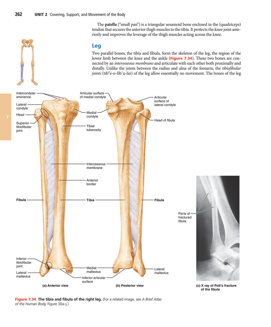 Tibia Anatomy And Physiology