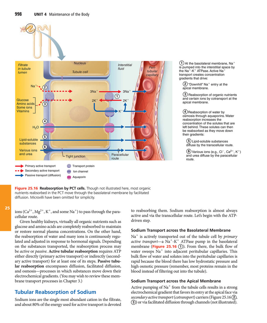 Active Transport Diagram Pearson