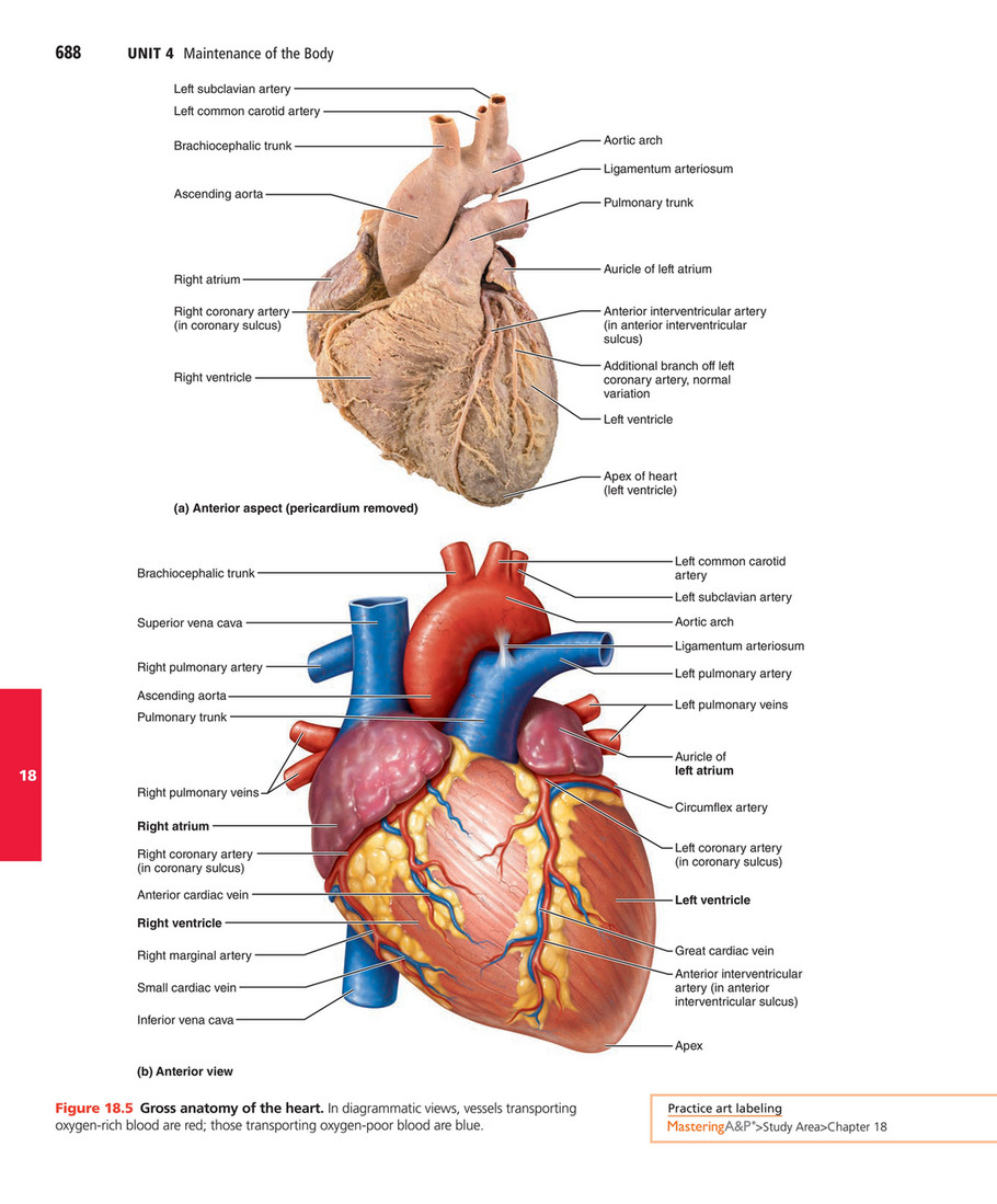 Ligamentum Arteriosum Cadaver