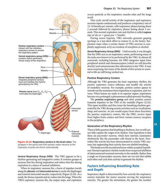 My publications - Elaine N. Marieb, Katja N. Hoehn - Human Anatomy ...
