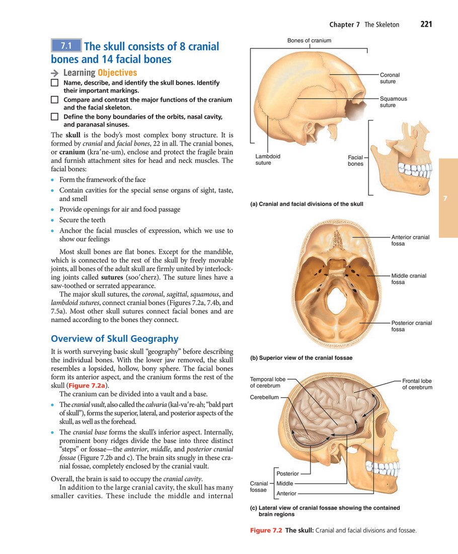 Cranial Bones And Their Functions