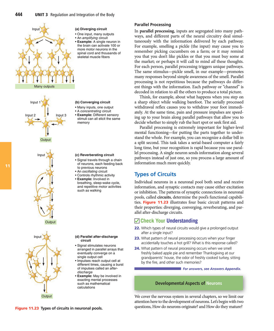 Types Of Neural Circuits