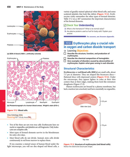 My publications - Elaine N. Marieb, Katja N. Hoehn - Human Anatomy ...