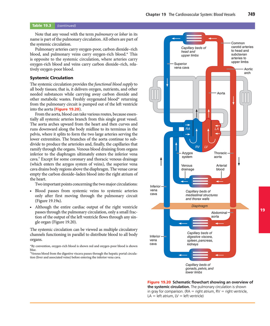 Parts Of The Systemic Circuit