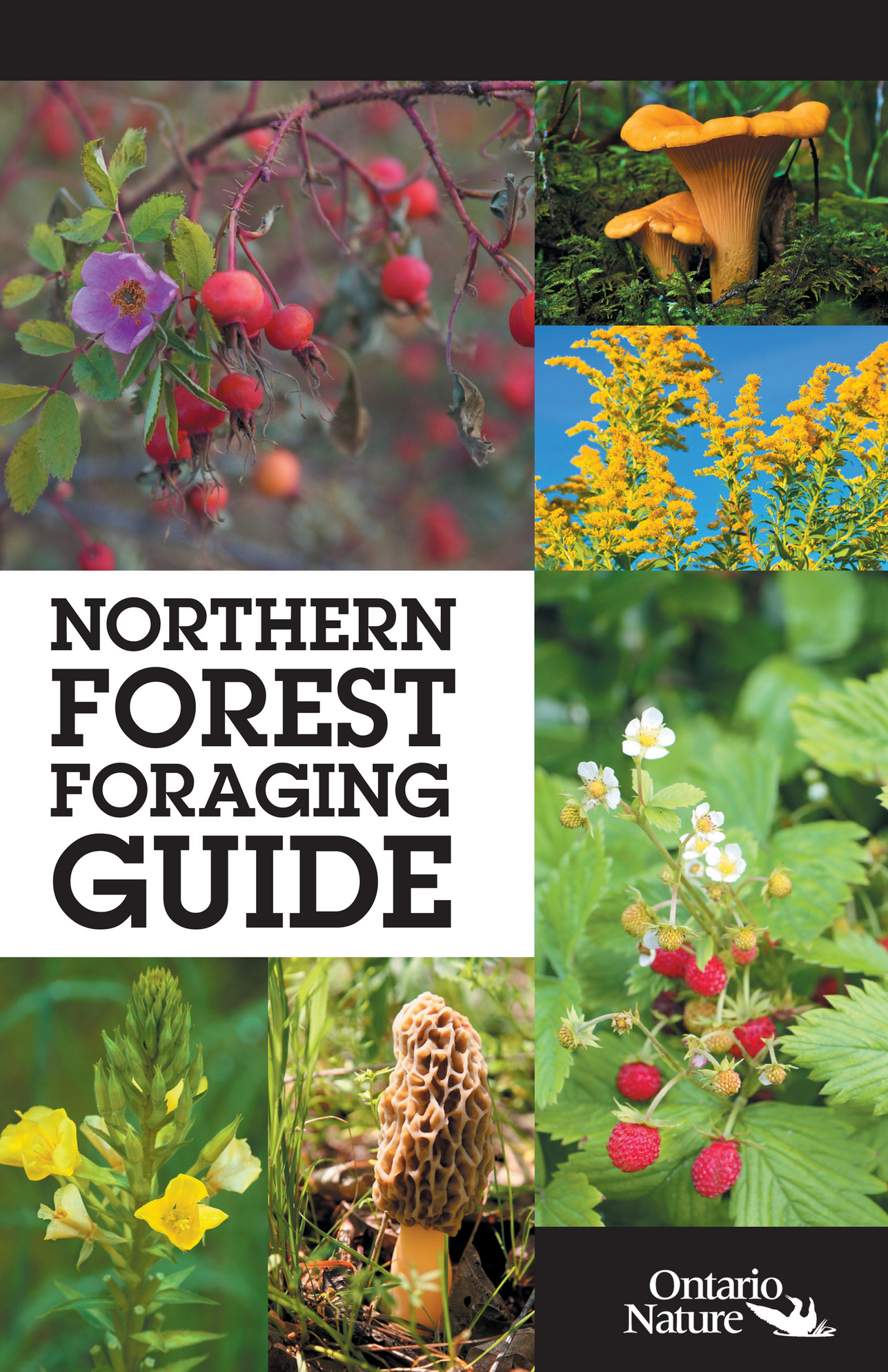 Northern Ontario Foraging Guide - Page 8-9 Northern Ontario Foraging Guide - Page 8-9