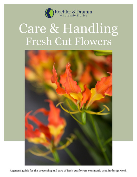 Koehler & Dramm Wholesale Florist - K&D Fresh Cut Flowers Care & Handling Guide - Page 1 ...