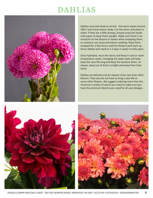 Koehler & Dramm Wholesale Florist - K&D Fresh Cut Flowers Care & Handling Guide - Page 8-9 ...