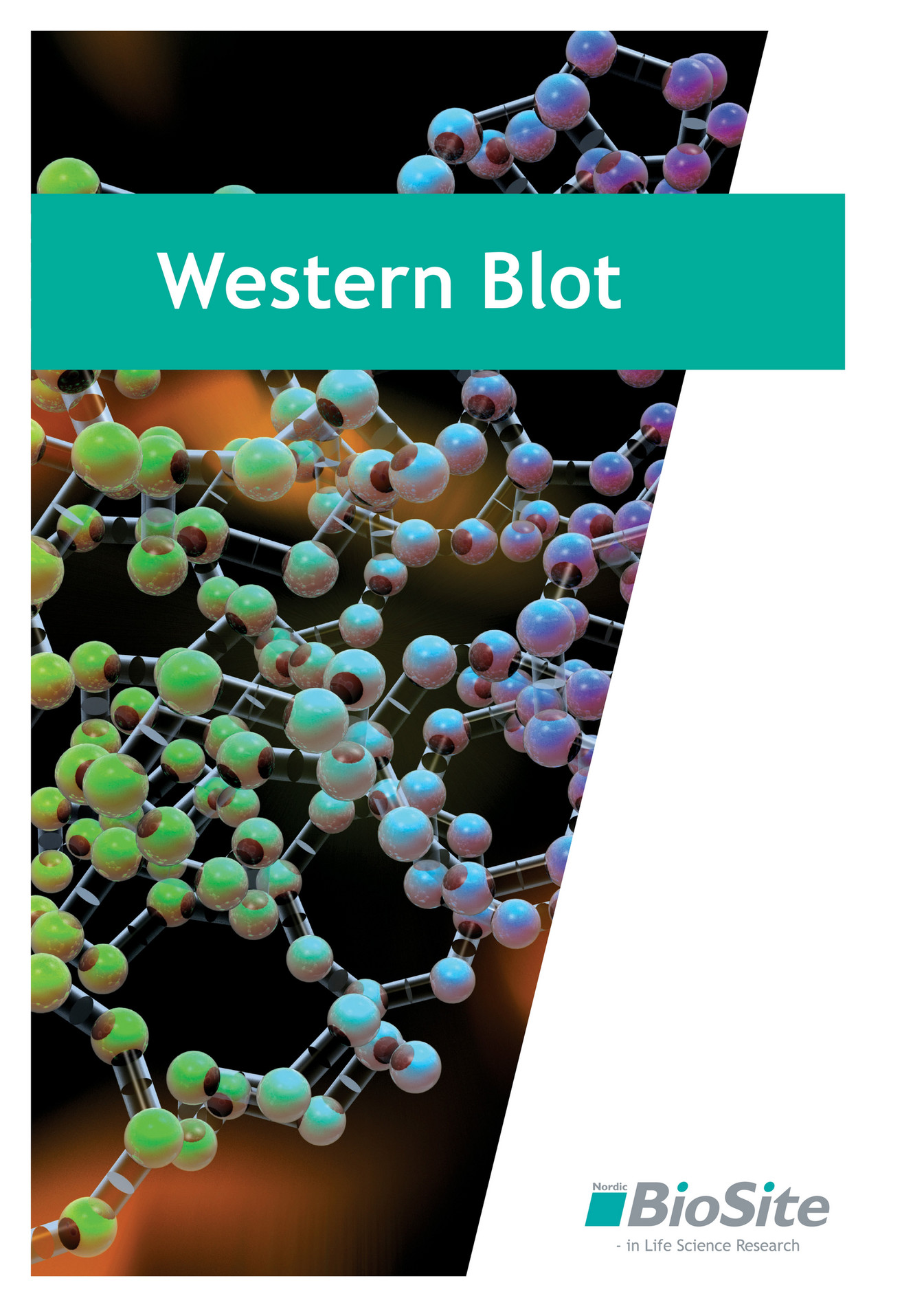 My publications - BioSite Western Blot - Page 1 - Created with Publitas.com