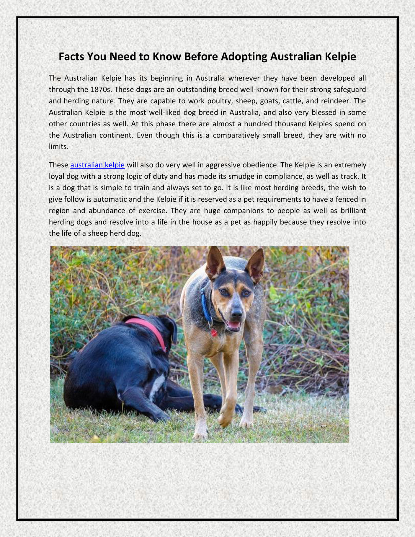Alaskan Klee Kai - australian kelpie - Page 1 - Created with Publitas.com
