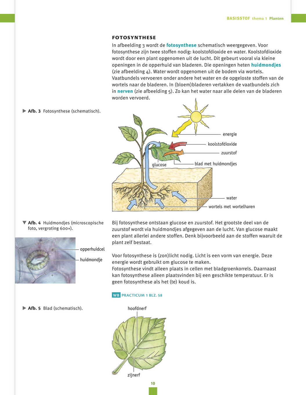 Huidmondjes Blad Diagram Schoolserie B Breukhoven