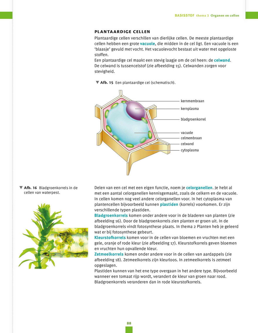Nucleoplasma Van Plantencellen