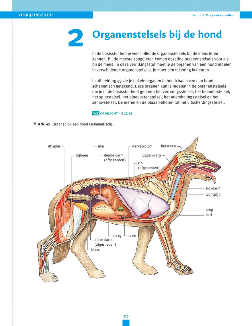Menselijke Hond Hybride Tekening Belgische 'wolvenknuffelaar' Noemt