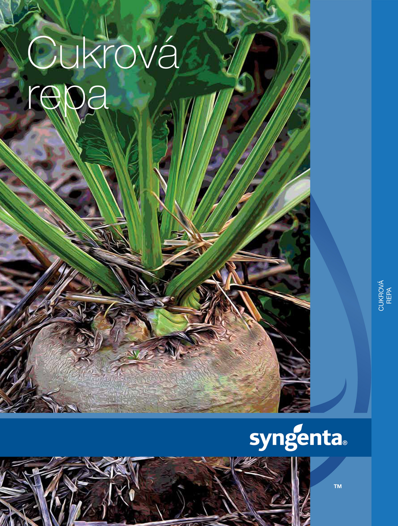 Syngenta - Syngenta_katalog_Cukrová repa-min - Stana 2-3