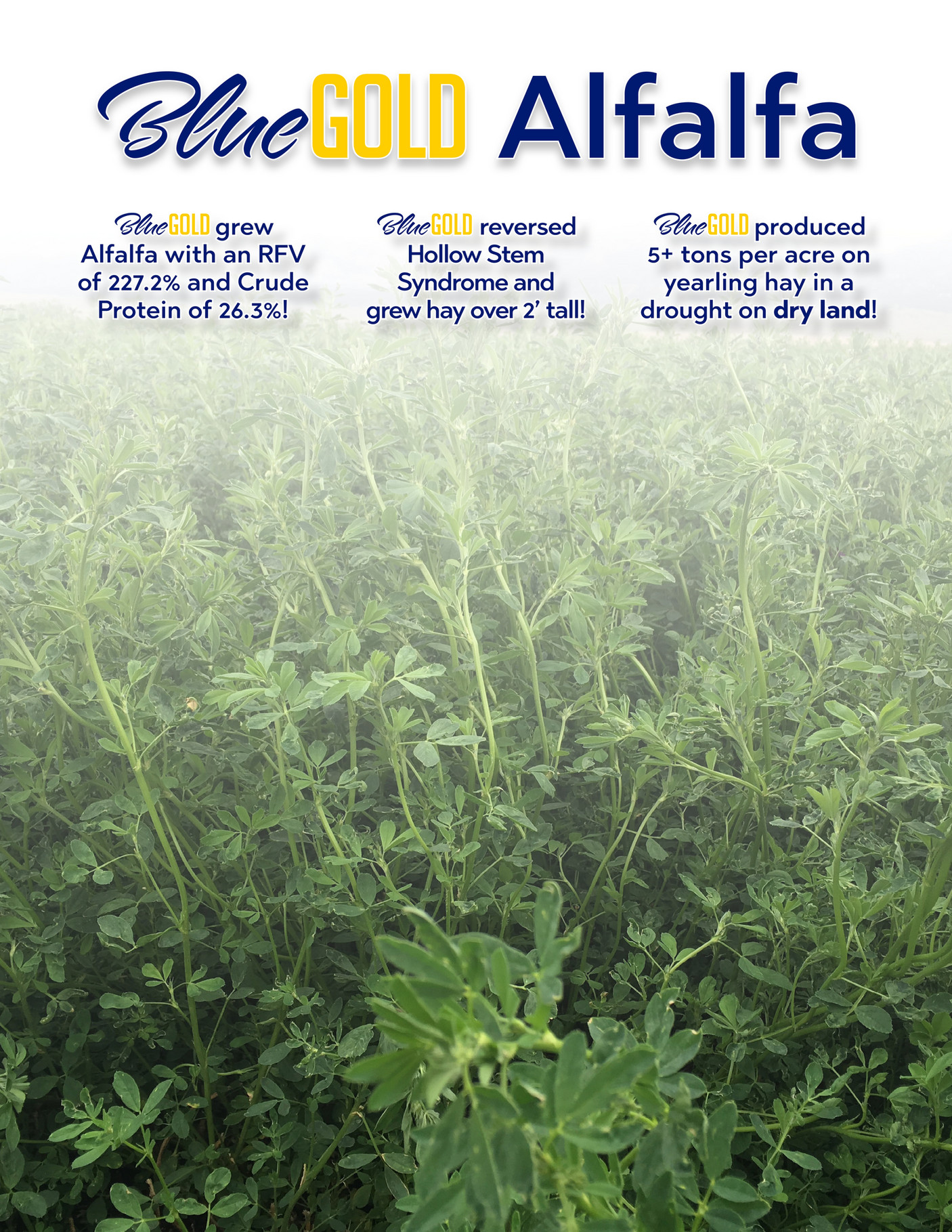 Eden Blue Gold - Eden Blue Gold Alfalfa - Page 1 - Created with ...