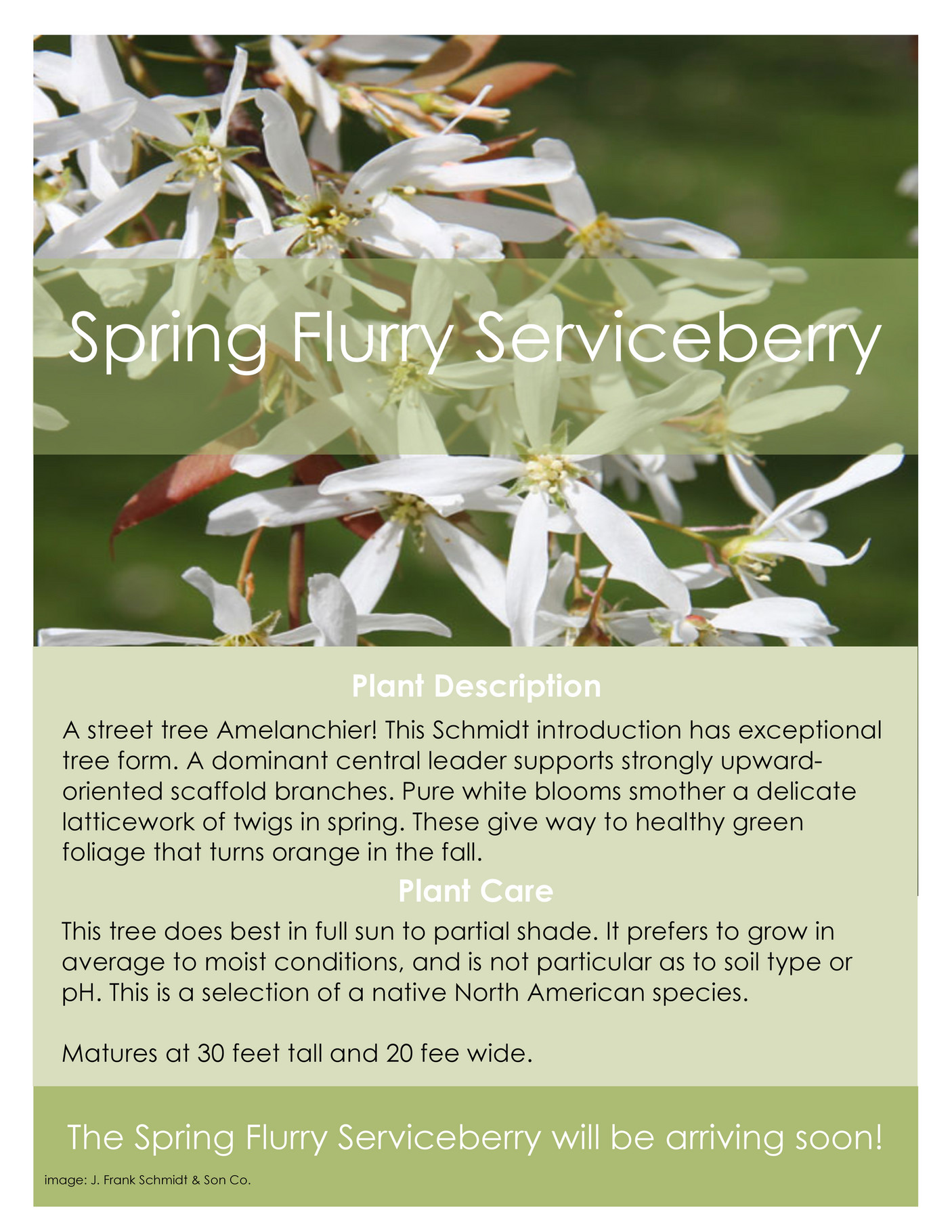 Sunny Meadows - Spring Flurry Serviceberry - Page 1 - Created with ...