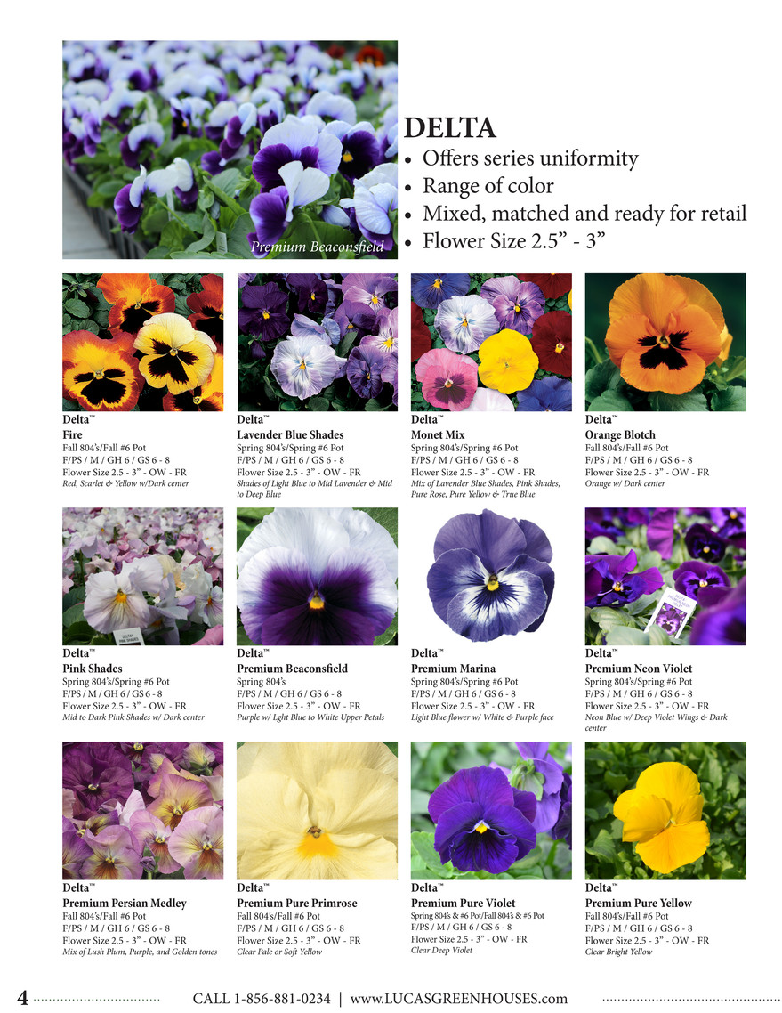 Delta Red Pansy With Yellow Wing