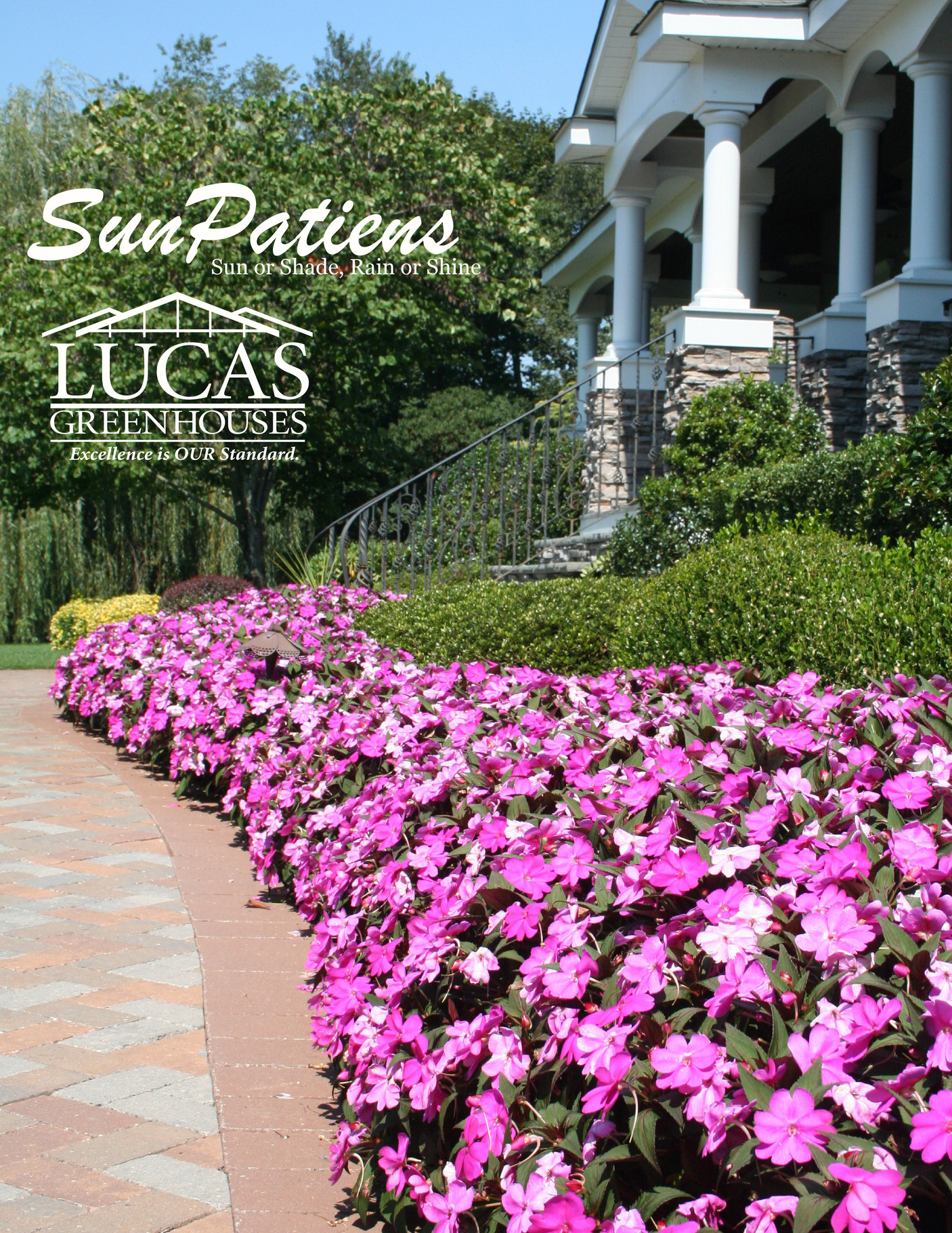 Lucas Greenhouses - SunPatiens - Page 1 - Created with Publitas.com