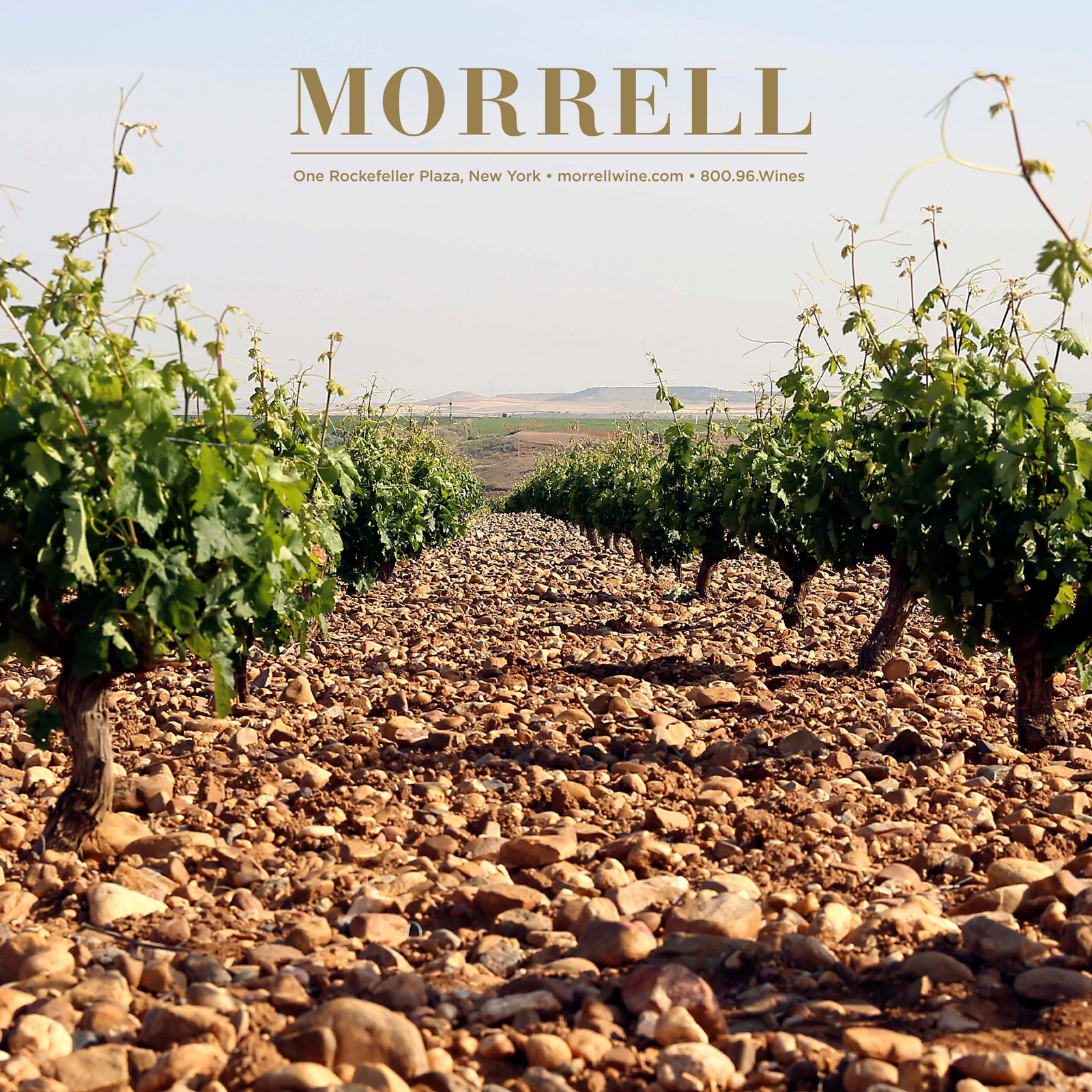 Morrell Wine - Morrell Fall Holiday 2019 Catalog - Page 1
